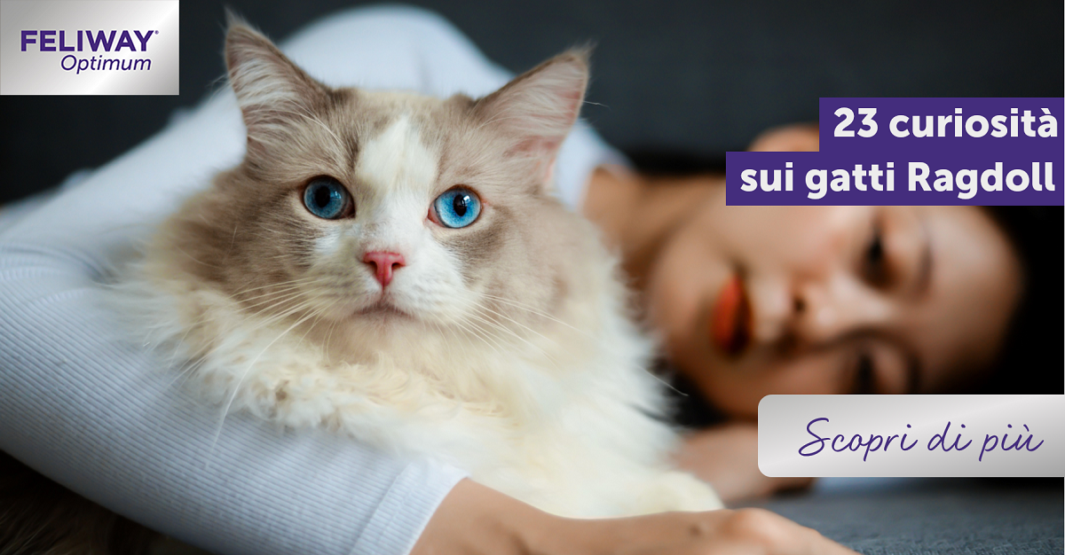 23 curiosità sui gatti Ragdoll