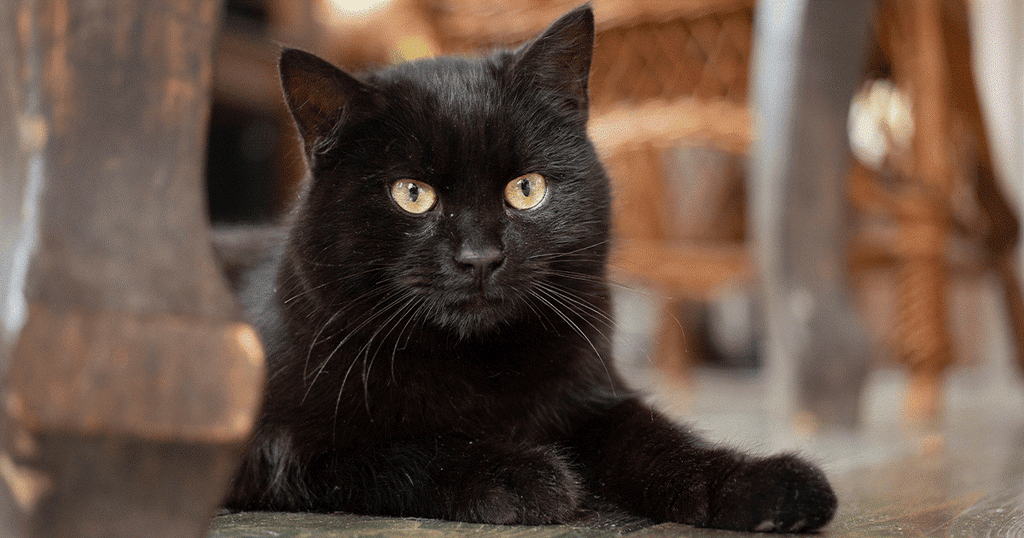 Gatto Nero Il Gatto Nero Non Porta Sfortuna, Ma La Superstizione Si!